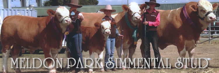 Meldon Park Simmentals - Simmental Stud, Queensland