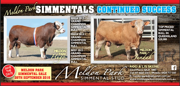 Meldon Park Simmental Bull Sale