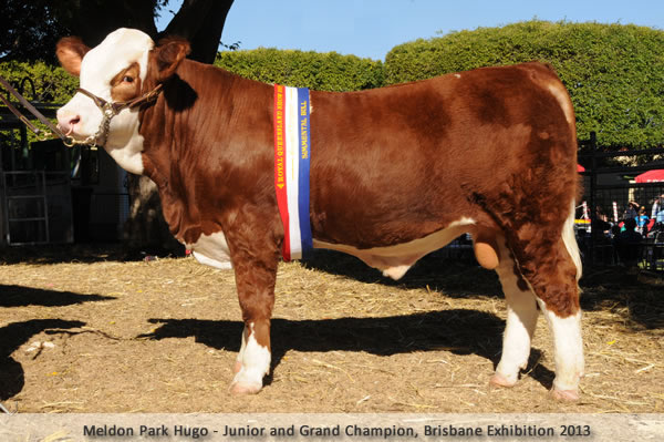 Meldon Park Simmentals - Simmental Stud, Queensland