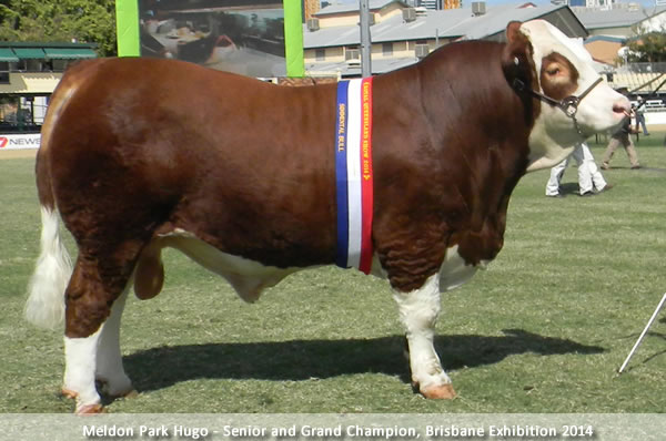Meldon Park Simmentals - Simmental Stud, Queensland