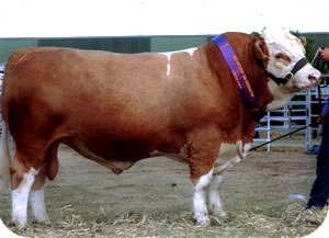Meldon Park Simmentals - Simmental Stud, Queensland